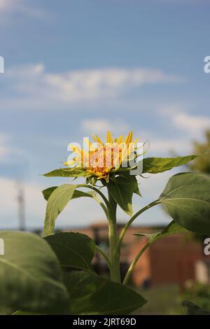Huge typical sunflower growing in the sunny flower garden in a black ...