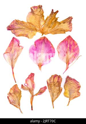 Dry, pressed gladiolus flowers delicate petals isolated Stock Photo - Alamy