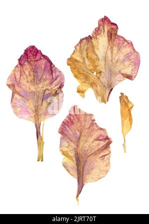 Dry, pressed gladiolus flowers delicate petals isolated Stock Photo - Alamy