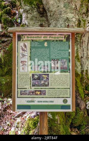 Flora inside the forest Stock Photo - Alamy