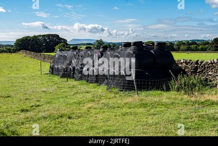 Big bale crow protection by farmer using netting Stock Photo - Alamy