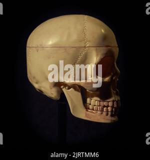 Damaged Dirty and bloody skull head on black background isolated Stock ...