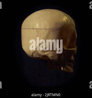 Damaged Dirty and bloody skull head on black background isolated Stock ...