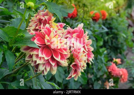 Dahilia in gardening nursery. Natural pink blooming background. Cane ...