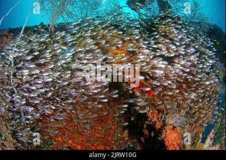 Pygmy sweepers (Parapriacanthus ransonneti) schooling next to gorgonian ...