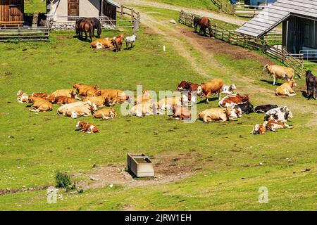 Village, Carnic Alps with herd of dairy cows and horses. Mountain peak ...