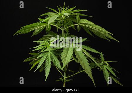 Medical marijuana. Young hemp plant. Green leaves of marijuana narcotic ...