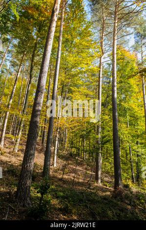 Autumn leafy trees in Zurich, Switzerland on October 20, 2012 Stock ...