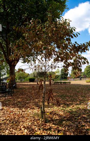 Slough, Berkshire, UK. 26th August, 2022. Warnings to swimmers of the ...