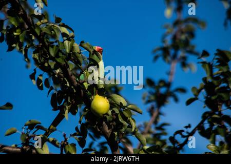 Parakeet in a pear tree Stock Photo - Alamy