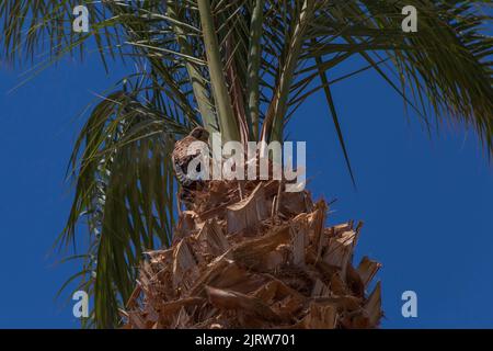 common kestrel sitting on dark brown wooden beam against blue sky Stock Photo - Alamy