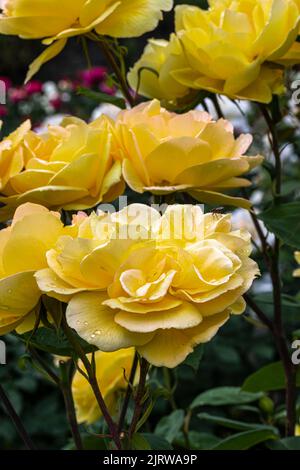 Flowers of ‘Ch-Ching!’ Grandiflora Rose Stock Photo - Alamy