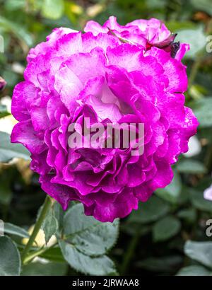 Purple Flower of a ‘Centennial’ Rose Stock Photo - Alamy