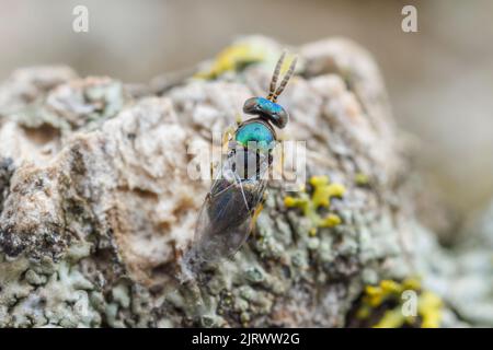 Chalcidoid Wasp (Encyrtidae Stock Photo - Alamy
