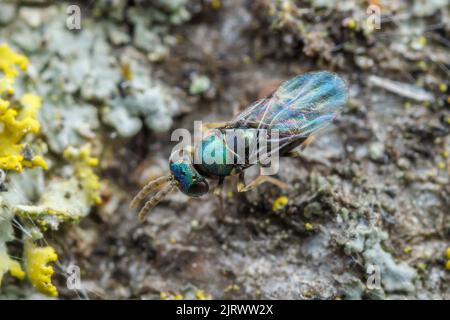 Encyrtid Wasp (Ericydnus sp Stock Photo - Alamy