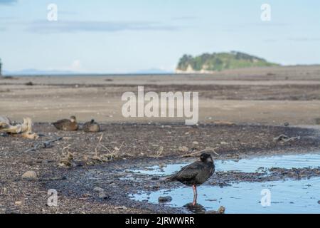The variable oystercatcher (Haematopus unicolor), The variable ...
