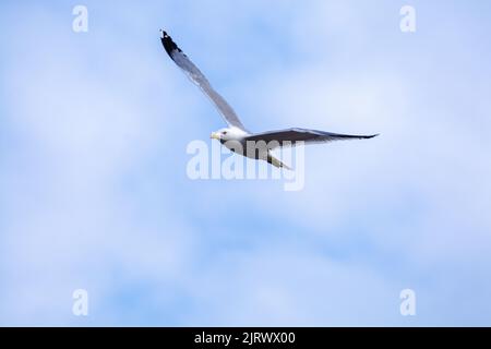 A low angle shot of a seagull flying in a bright blue sky Stock Photo ...