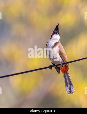 A Red Whiskered bulbul resting on a tree Stock Photo - Alamy
