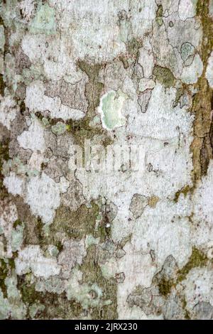 tree bark texture for background Rio de Janeiro Brazil Stock Photo - Alamy