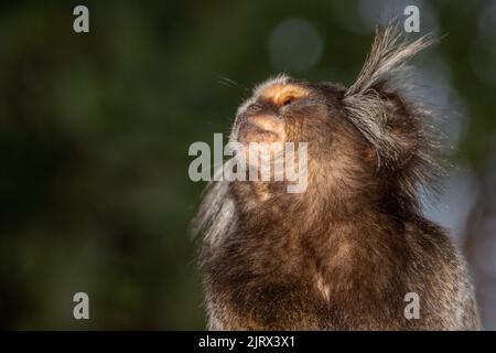 "mico" star monkey species very popular in brazil Stock Photo - Alamy