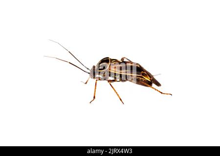 (Lygus sp.) isolated on white background Stock Photo - Alamy