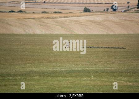 British army paratrooper preparing to move out from an airborne assault ...