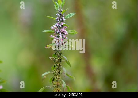 Medicinal plant leonurus cadriaca or motherwort growing in garden in ...