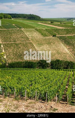 Aerial view on green Chablis Grand Cru appellation vineyards with ...