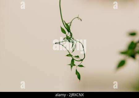 The inflorescences appear in spring and summer, are axillary and ...
