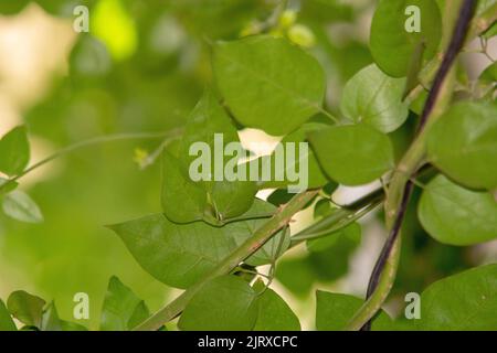 The inflorescences appear in spring and summer, are axillary and ...