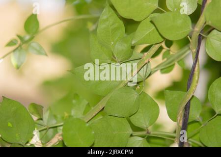 The inflorescences appear in spring and summer, are axillary and ...