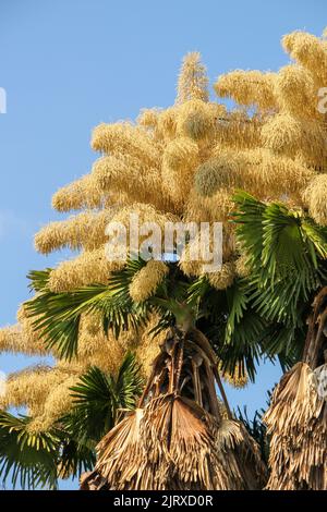 Talipot palm flowering, Corypha umbraculifera, umbrella palm, Kerala, India, Asia Stock Photo ...