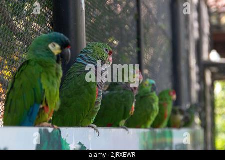 bird known as Vinaceous Parrot in Brazil Stock Photo - Alamy
