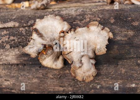 Large parasitic mushroom that grows on tree trunks. Tinder fungus, hoof fungus, tinder conk ...