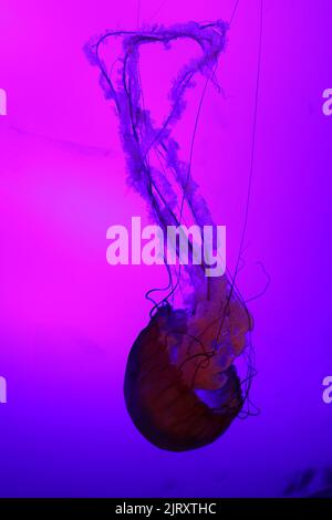A pink jellyfish swimming under the sea Stock Photo - Alamy