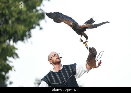 Grimaud, France. 26th Aug, 2022. A master falconer with an Eurasian ...