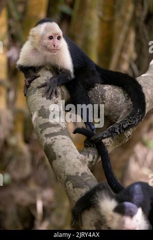 White-faced capuchin - White headed capuchin along Sierpe river, Costa ...