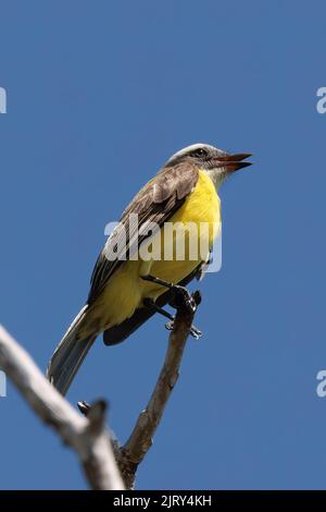 A gray-capped flycatcher, Myiozetetes granadensis, on a tree branch ...