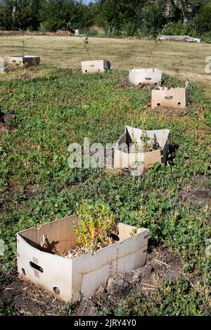 Tree seedlings on permaculture farm planted for a food forest on site ...