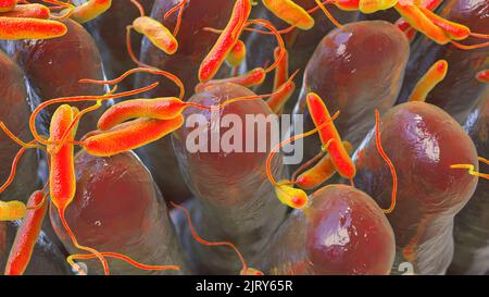 Cholera bacteria in human intestine, illustration Stock Photo - Alamy