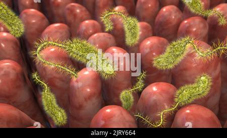 Cholera bacteria in human intestine, illustration Stock Photo - Alamy