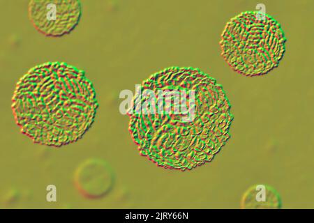 West Nile virus particles, illustration Stock Photo - Alamy