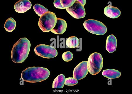 Yersinia pseudotuberculosis bacteria, illustration Stock Photo - Alamy