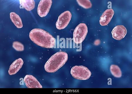 Yersinia enterocolitica bacteria, illustration Stock Photo - Alamy