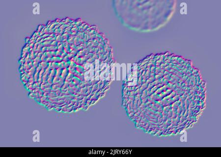 West Nile virus particles, illustration Stock Photo - Alamy