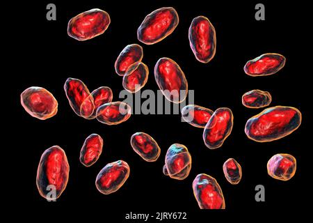 Yersinia pseudotuberculosis bacteria, illustration Stock Photo - Alamy