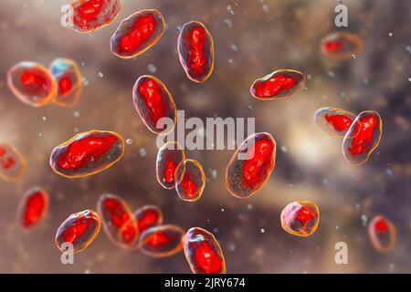 Yersinia pseudotuberculosis bacteria, illustration Stock Photo - Alamy