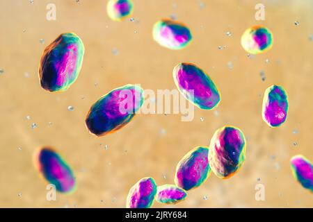 Yersinia pseudotuberculosis bacteria, illustration Stock Photo - Alamy