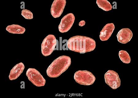 Yersinia enterocolitica bacteria, illustration Stock Photo - Alamy
