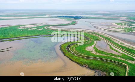 NANCHANG, CHINA - AUGUST 25, 2022 - A large number of egrets feed and ...